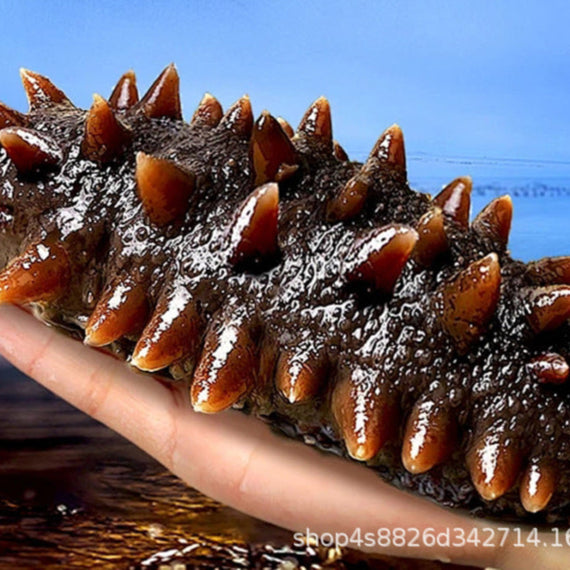 Dalian Fresh Sea Cucumber, 9A Ready-to-Eat Sea Cucumber, Liao Sea Cucu ...